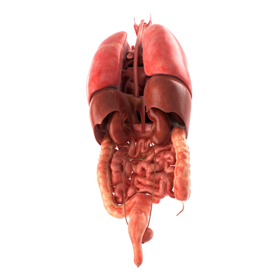 3d Realistic Human Internal Organs Model