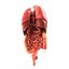 3d Realistic Human Internal Organs Model