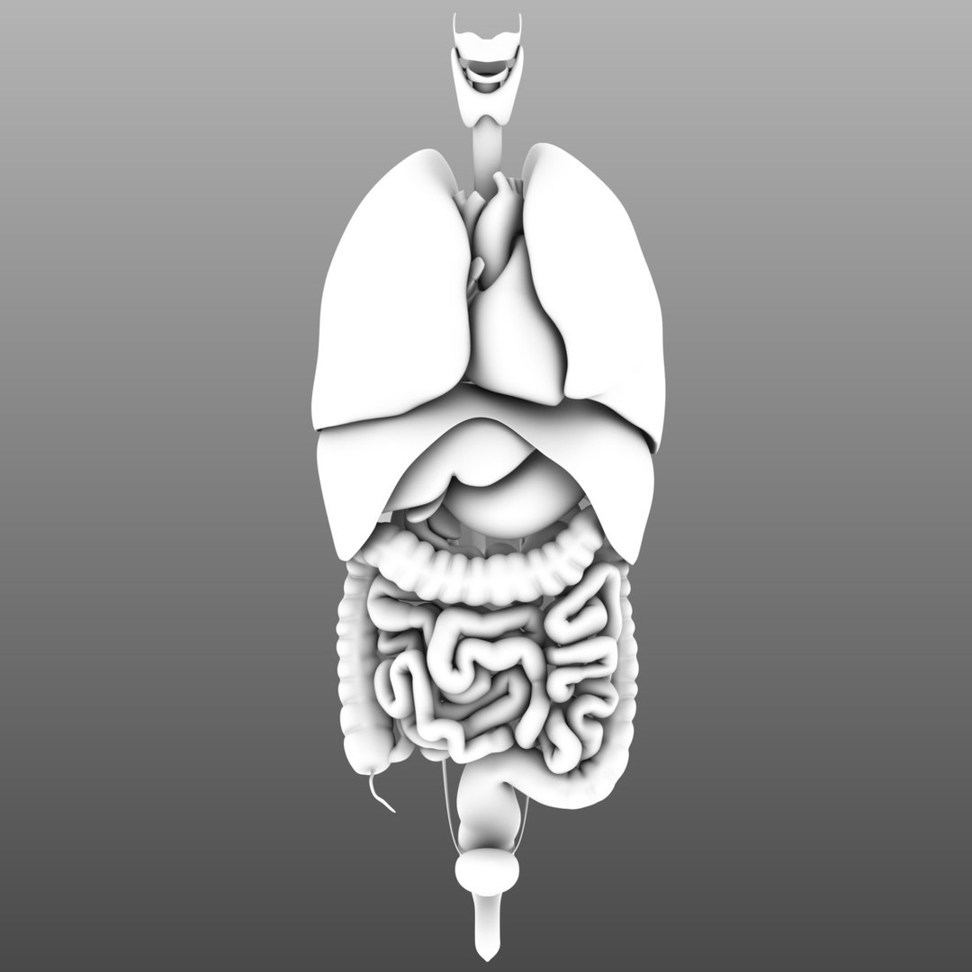 3d realistic human internal organs model