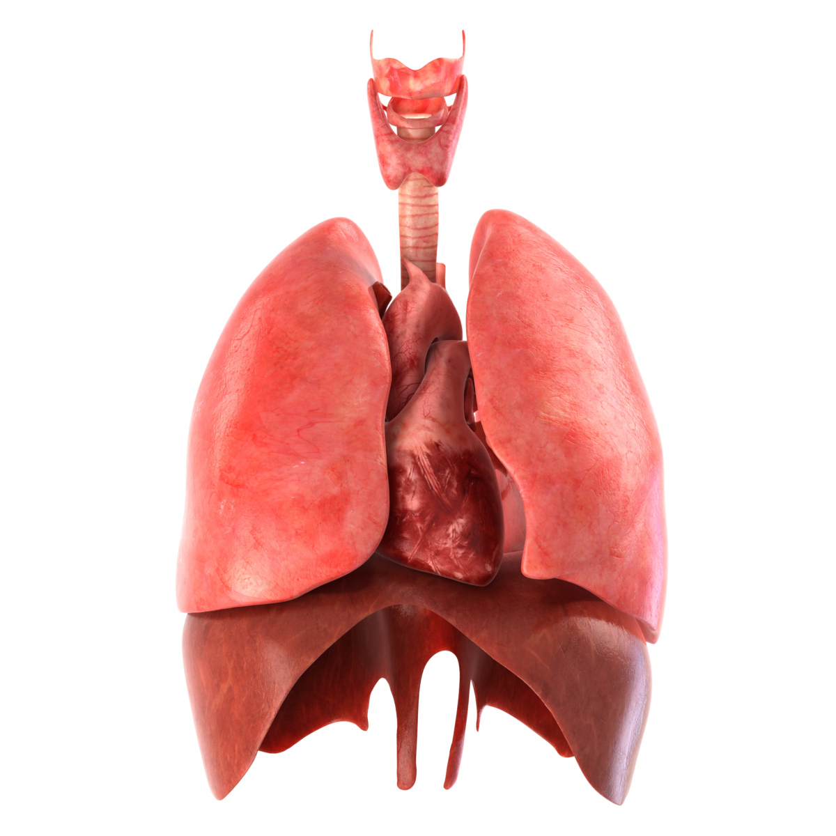 3d realistic human internal organs model