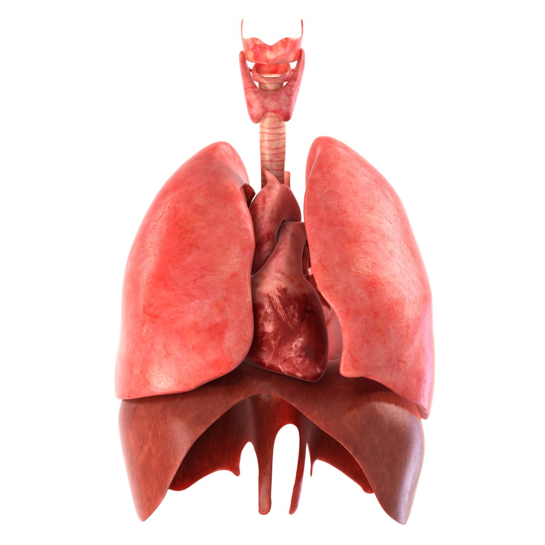 3d realistic human internal organs model