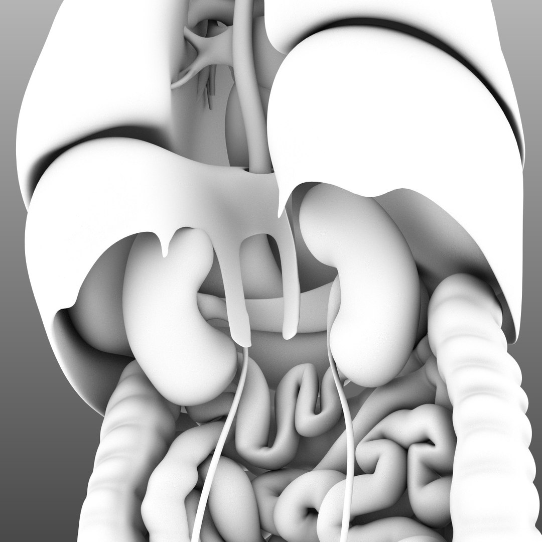 3d realistic human internal organs model