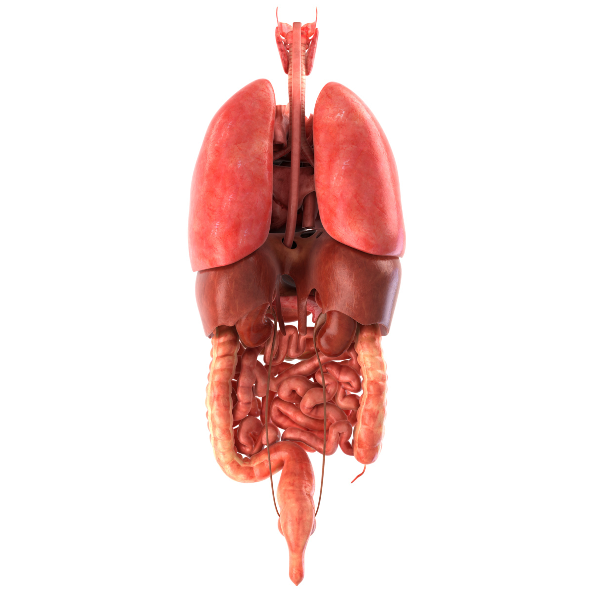 3d realistic human internal organs model