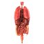 3d Realistic Human Internal Organs Model
