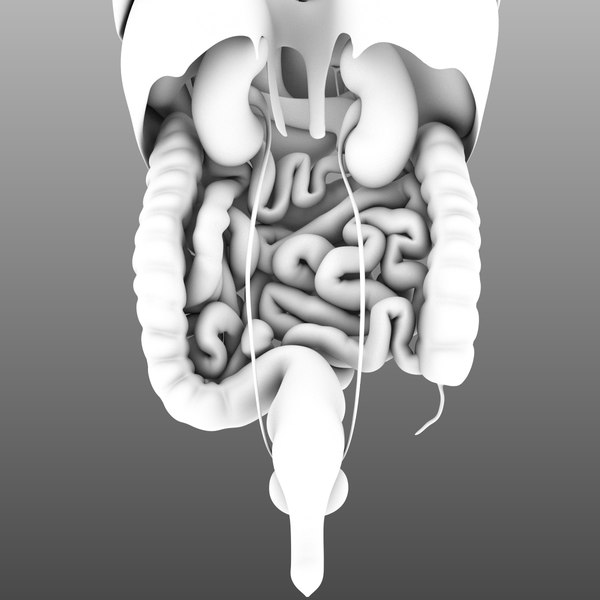 3d realistic human internal organs model