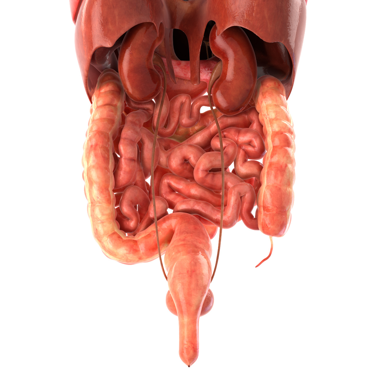3d realistic human internal organs model