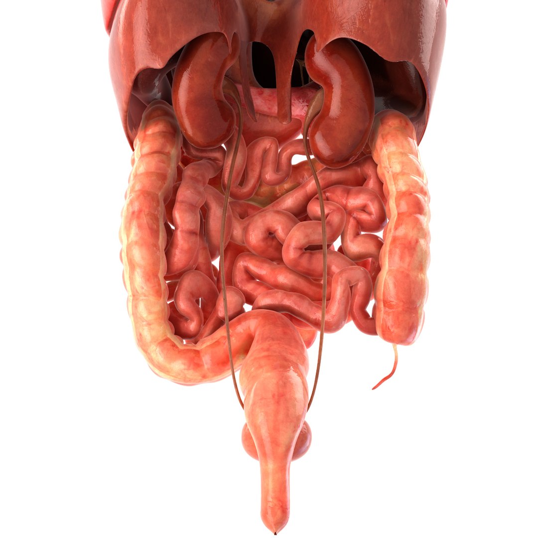 3d Realistic Human Internal Organs Model