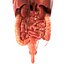 3d Realistic Human Internal Organs Model