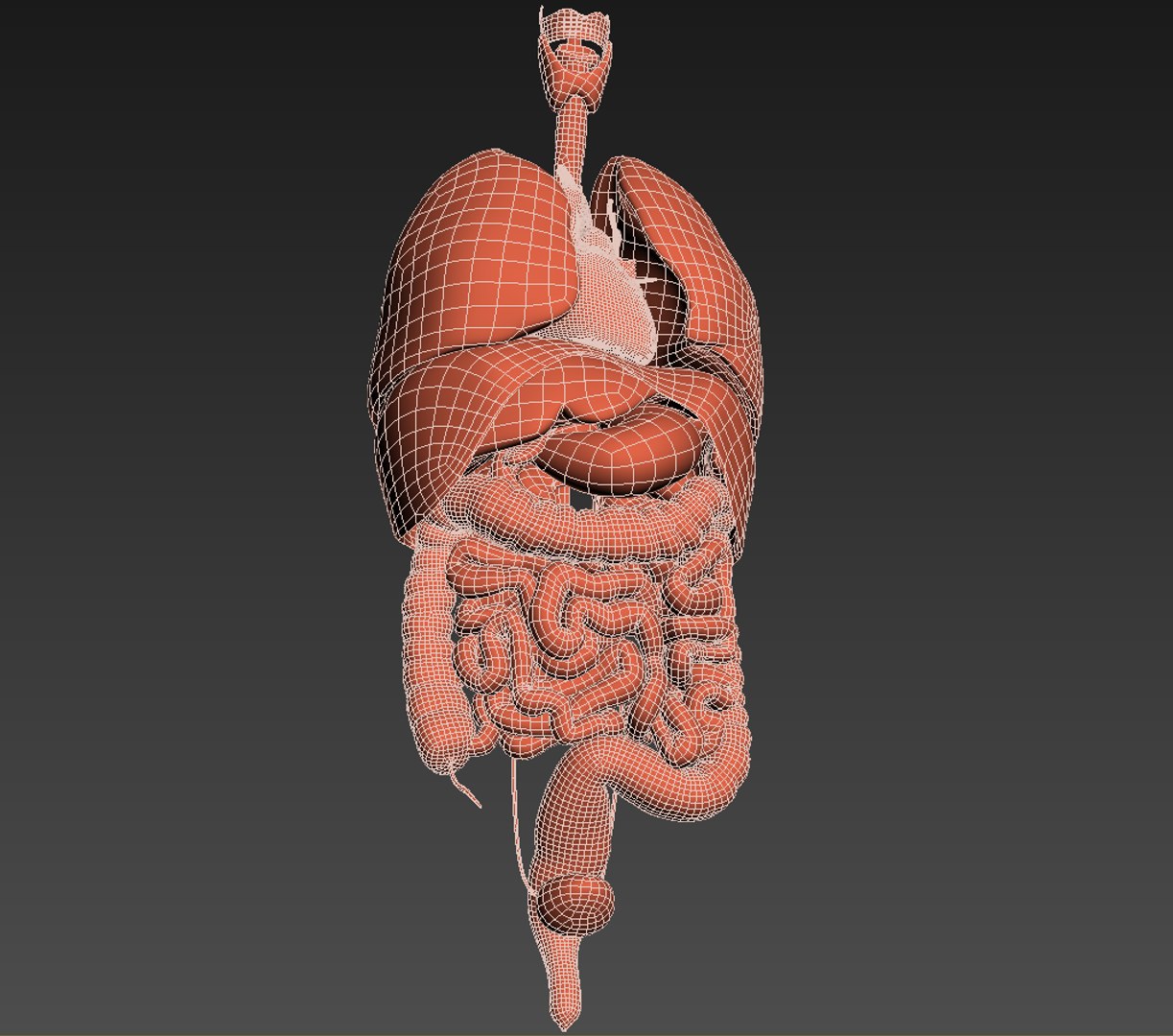 3d realistic human internal organs model