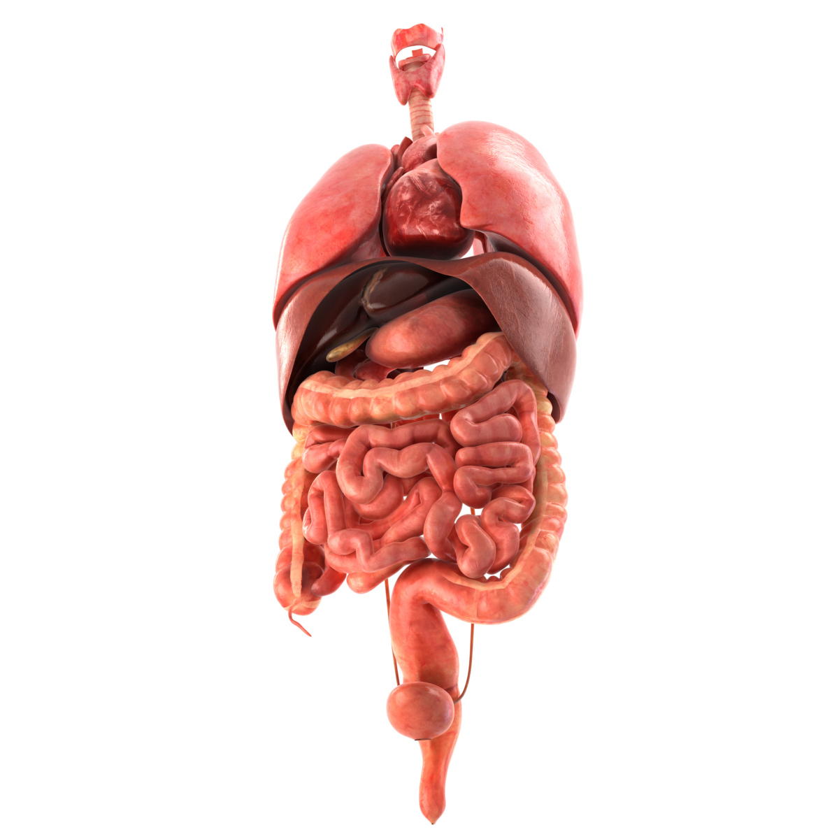 3d realistic human internal organs model
