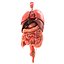 3d Realistic Human Internal Organs Model