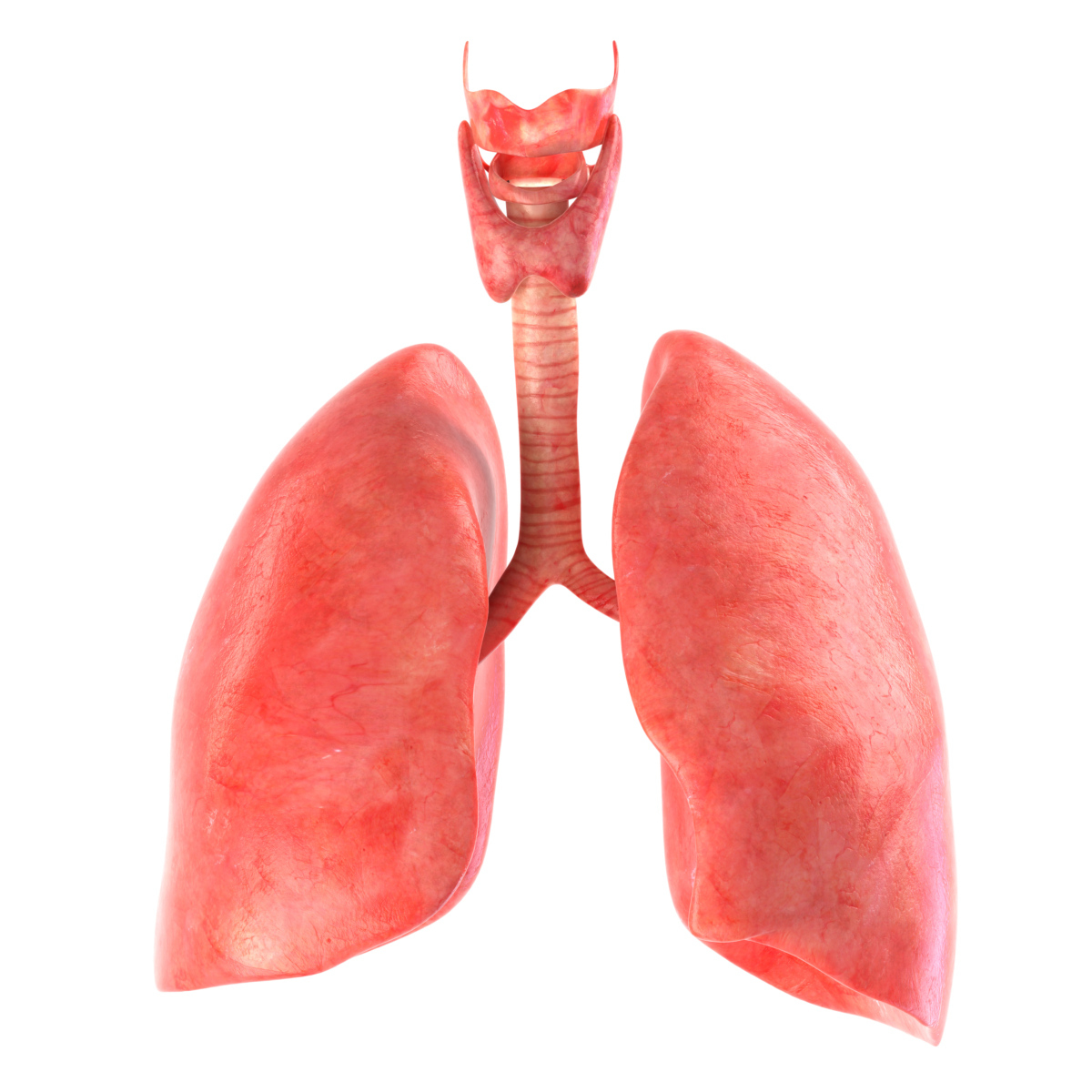 3d realistic human internal organs model