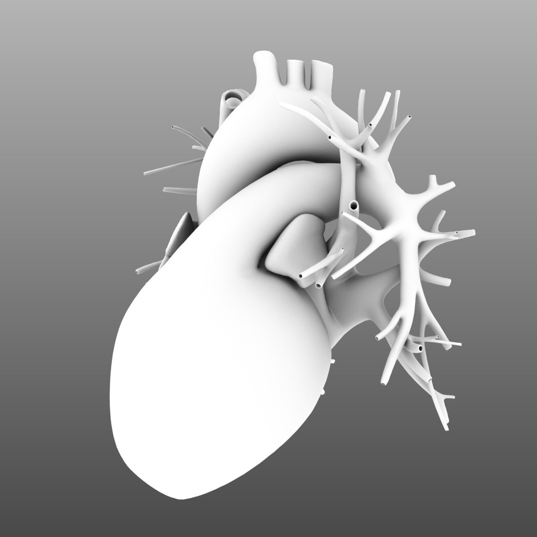 3d realistic human internal organs model