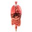 3d Realistic Human Internal Organs Model
