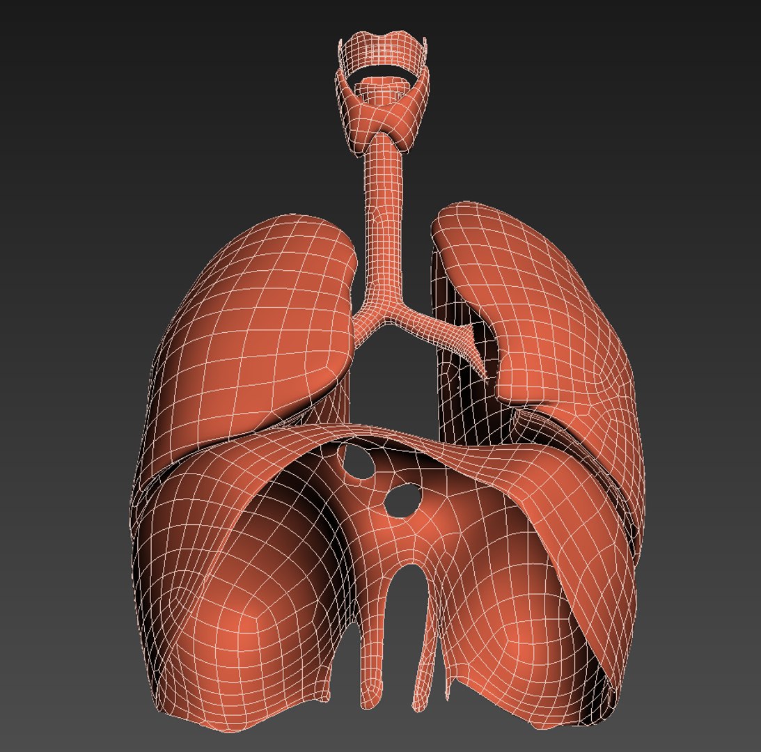 3d realistic human internal organs model