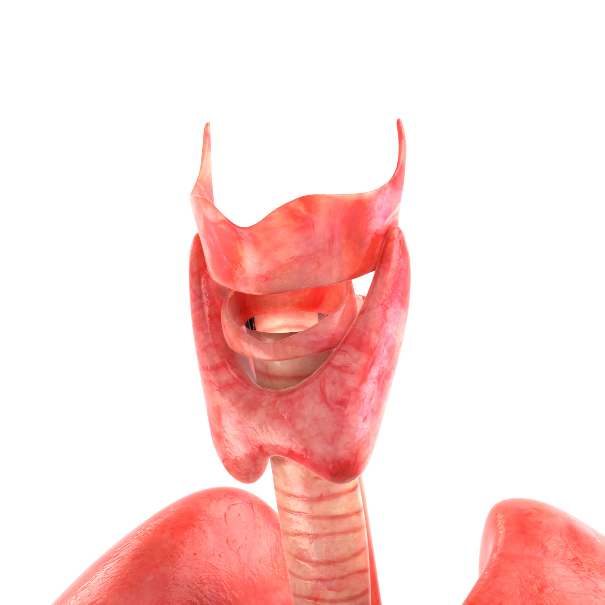 3d realistic human internal organs model