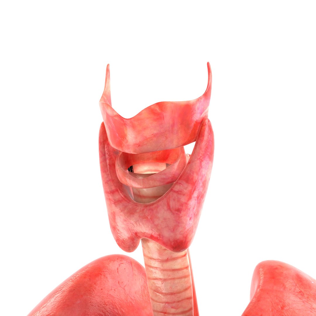 3d realistic human internal organs model