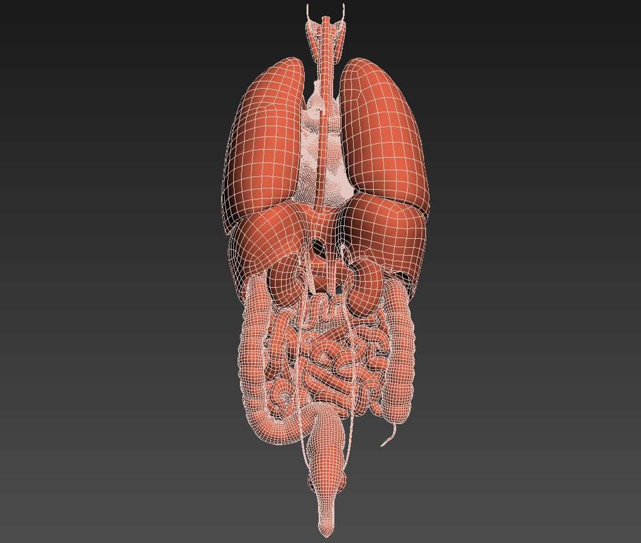 3d realistic human internal organs model