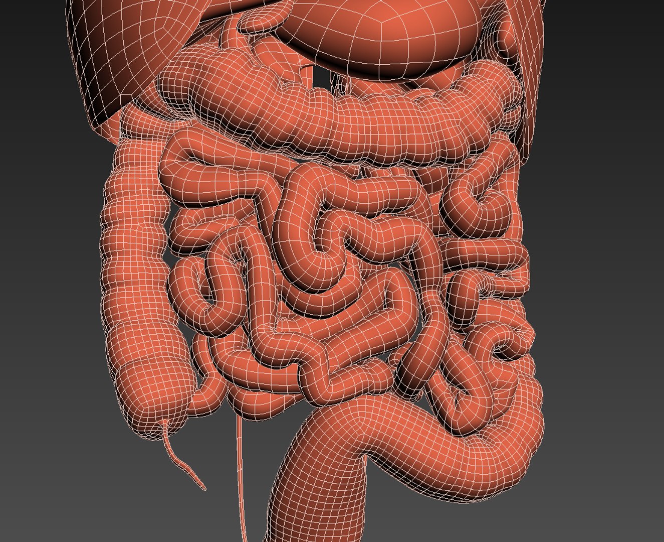3d realistic human internal organs model