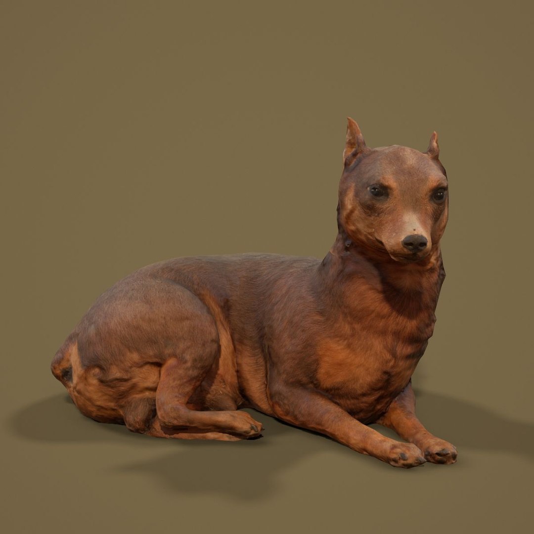 Animal Digital Photogrammetry 3D Model - TurboSquid 1163011