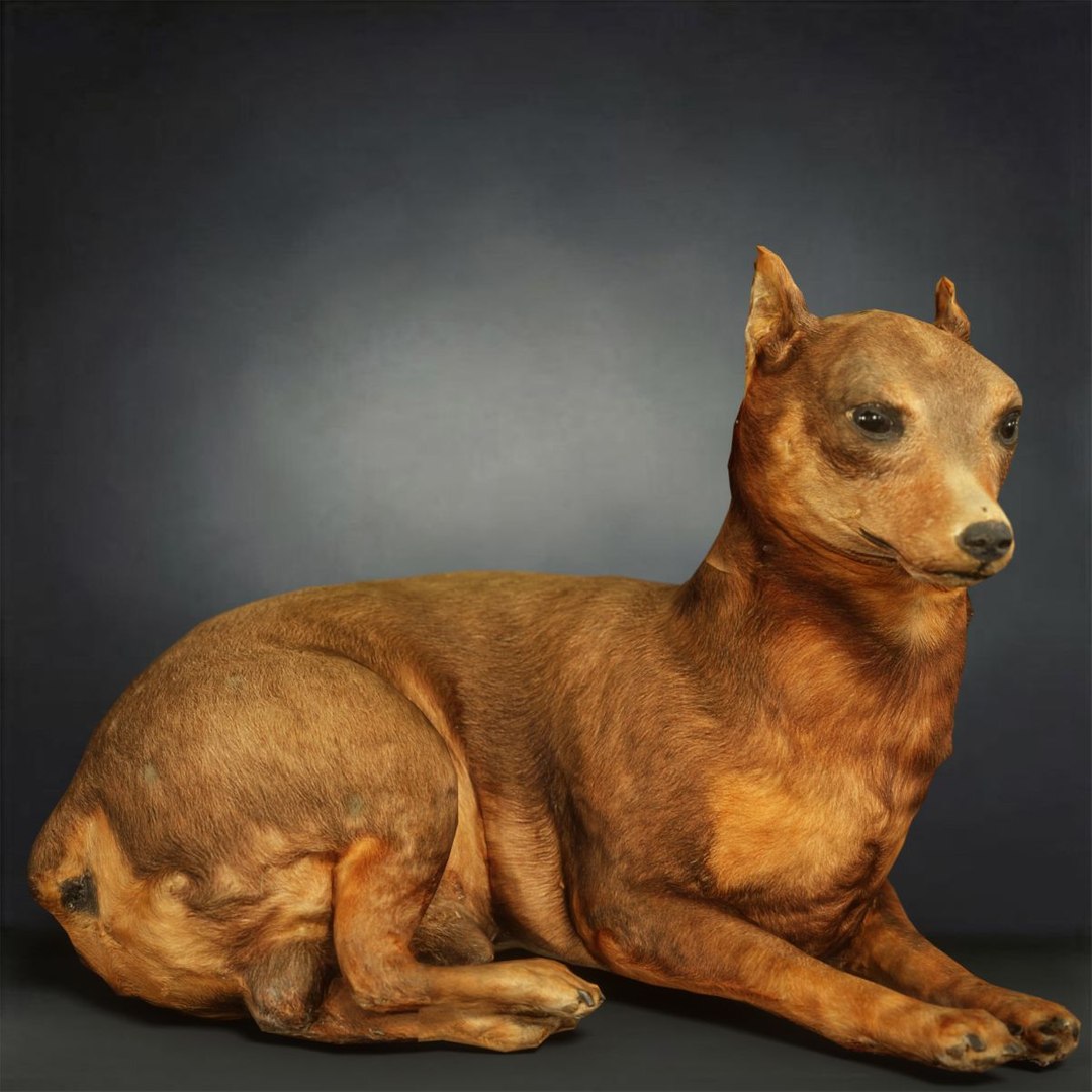 Animal Digital Photogrammetry 3D Model - TurboSquid 1163011