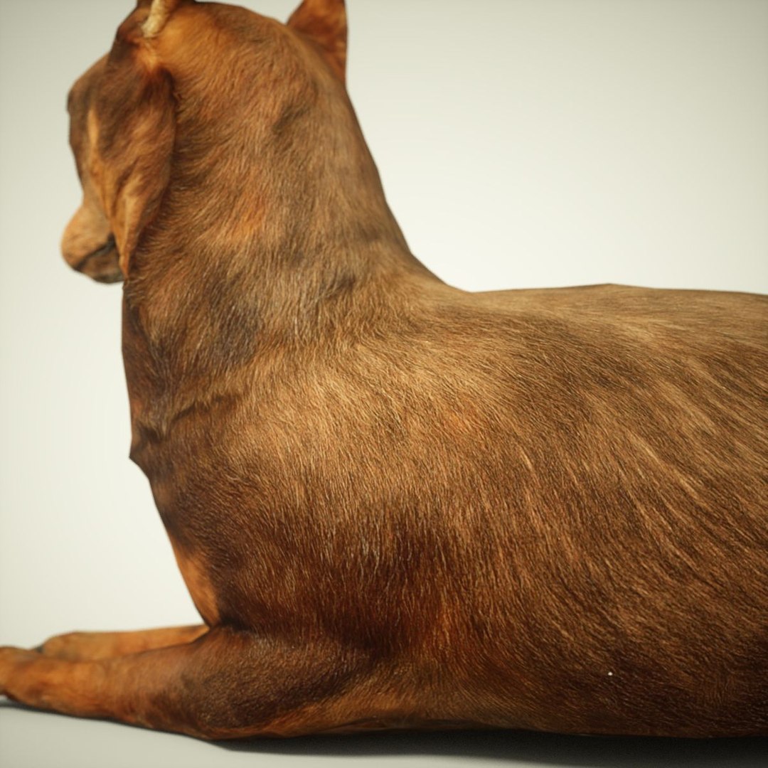 Animal Digital Photogrammetry 3D Model - TurboSquid 1163011