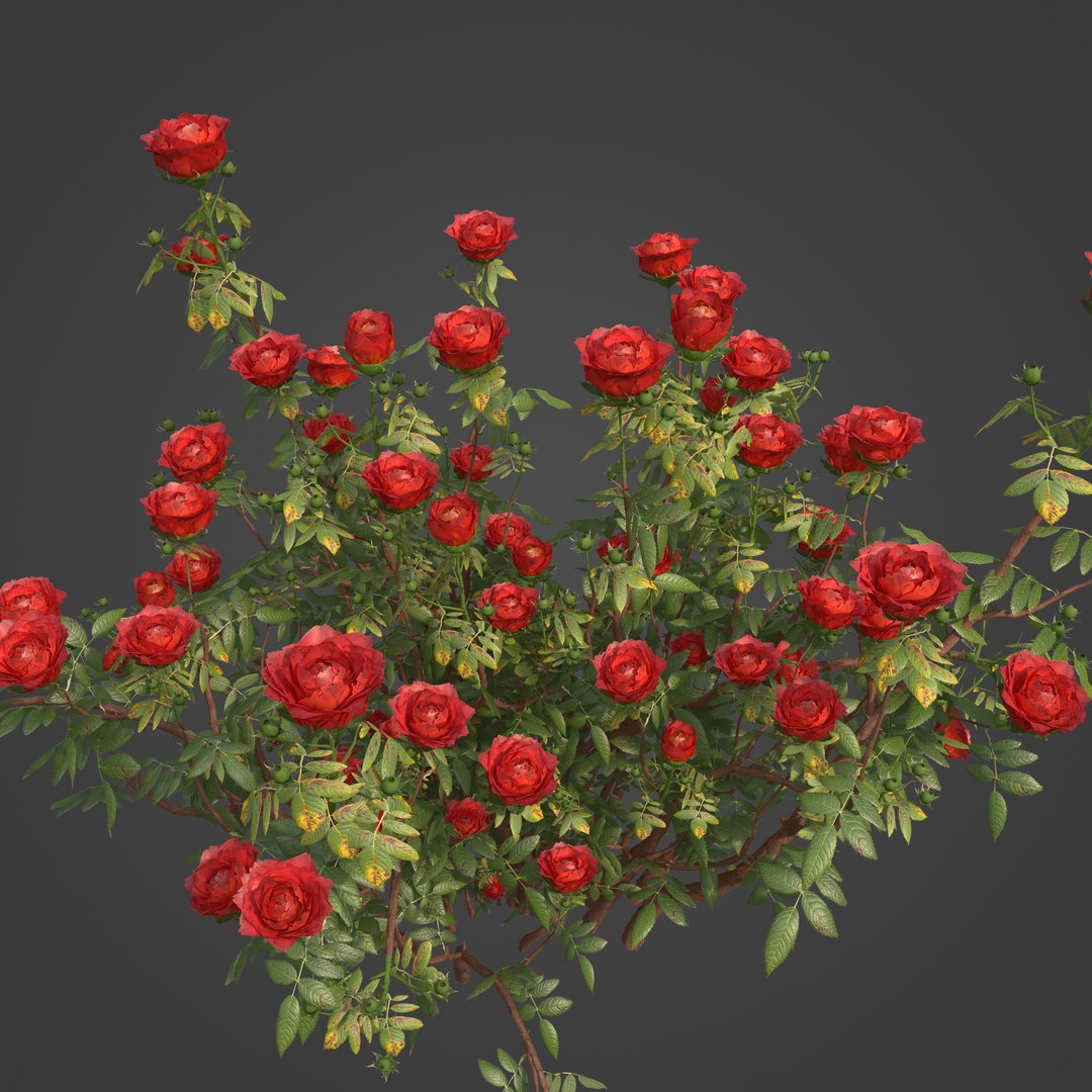 2021 PBR Hundred Leaved Rose Collection - Rosa Centifolia 3D Model ...