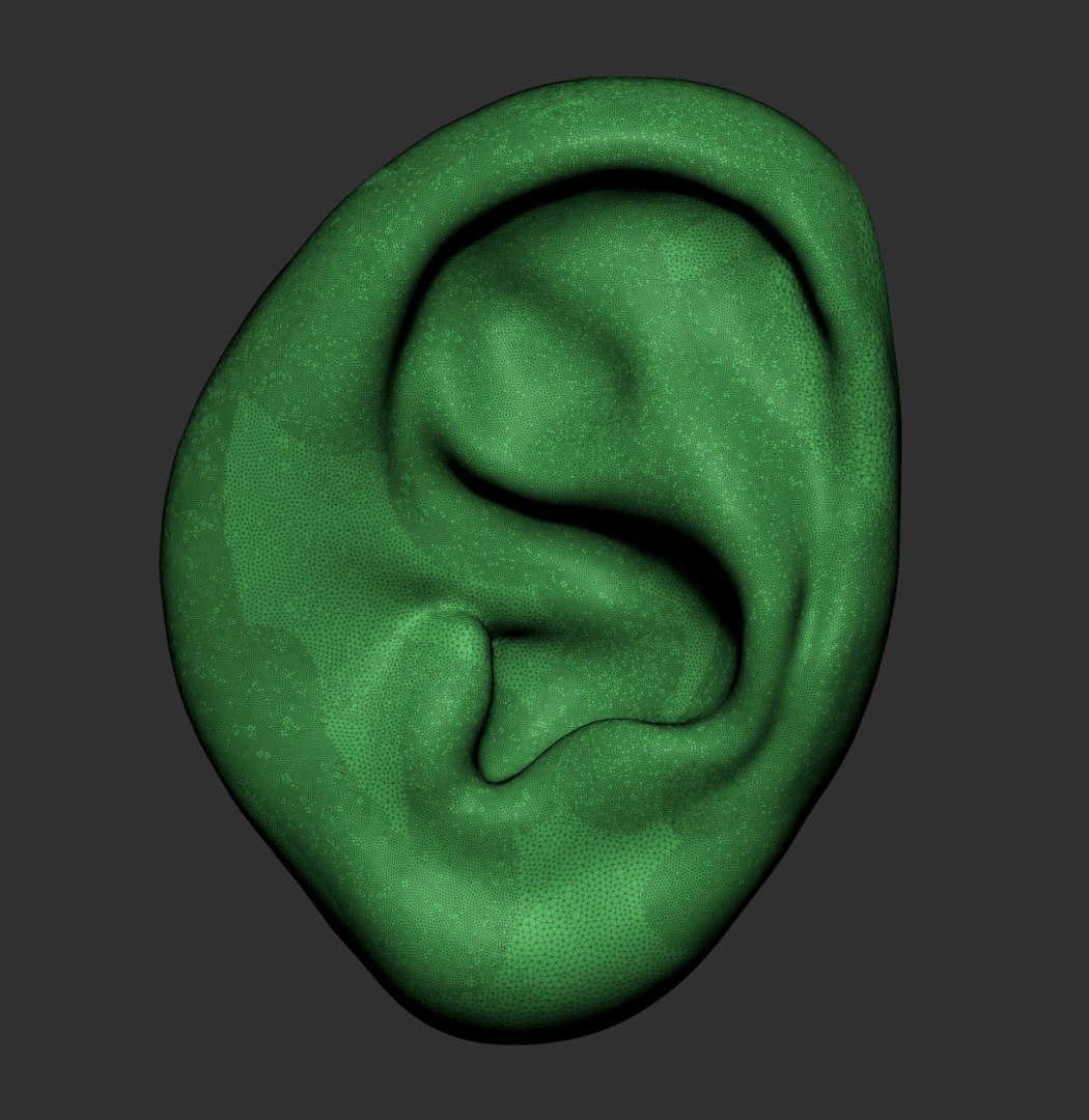 3D Ear Ztl Zbrush - TurboSquid 1410233