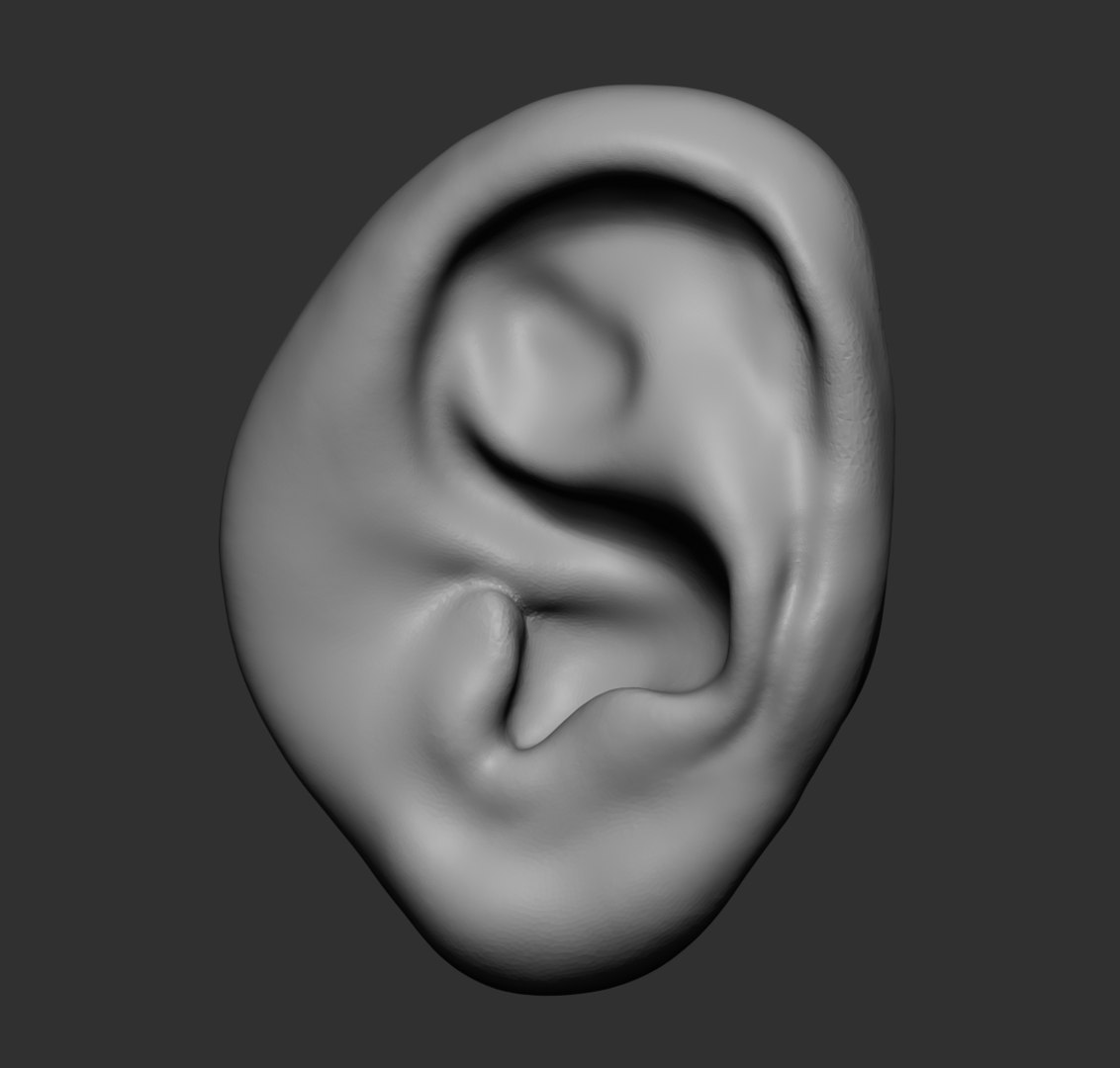 3D Ear Ztl Zbrush - TurboSquid 1410233