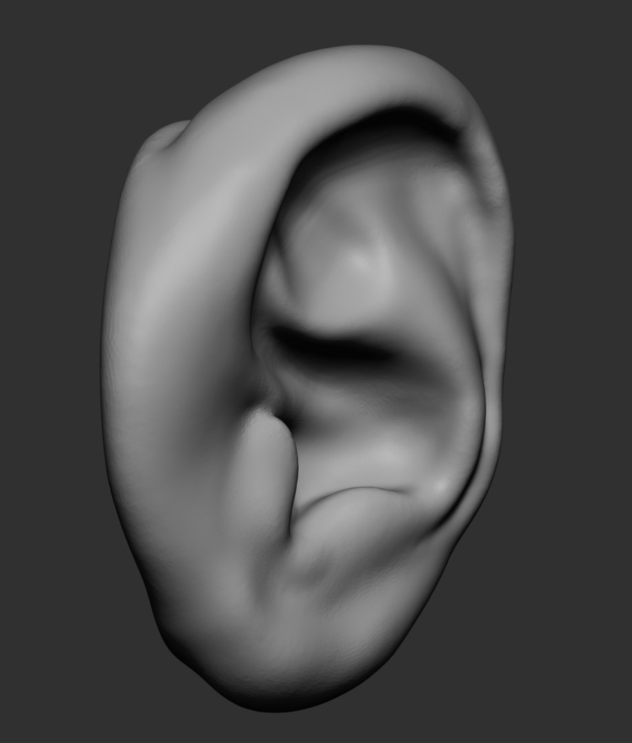 3D Ear Ztl Zbrush - TurboSquid 1410233