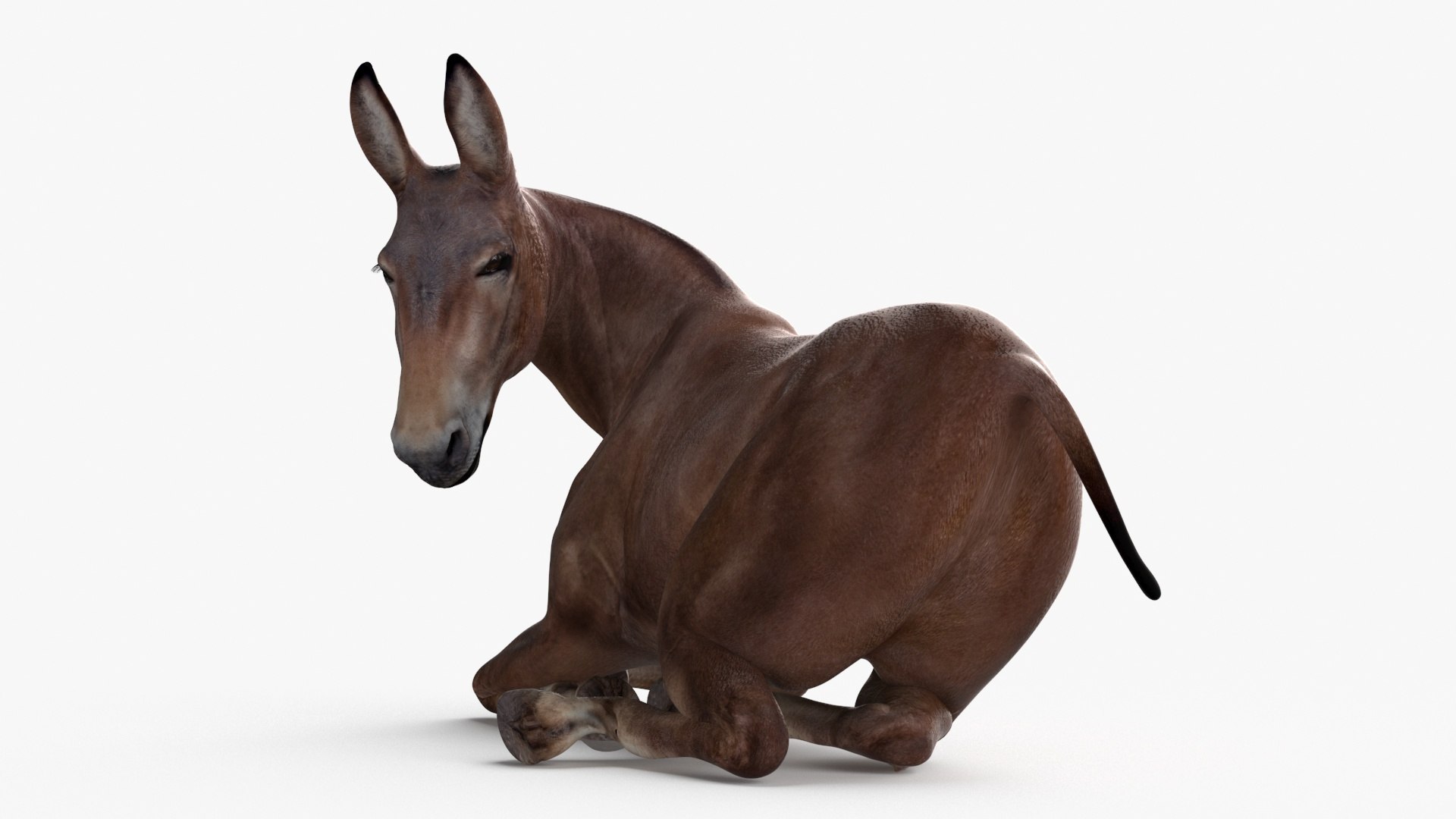 Lying Bay Mule 3D Model - TurboSquid 2279675