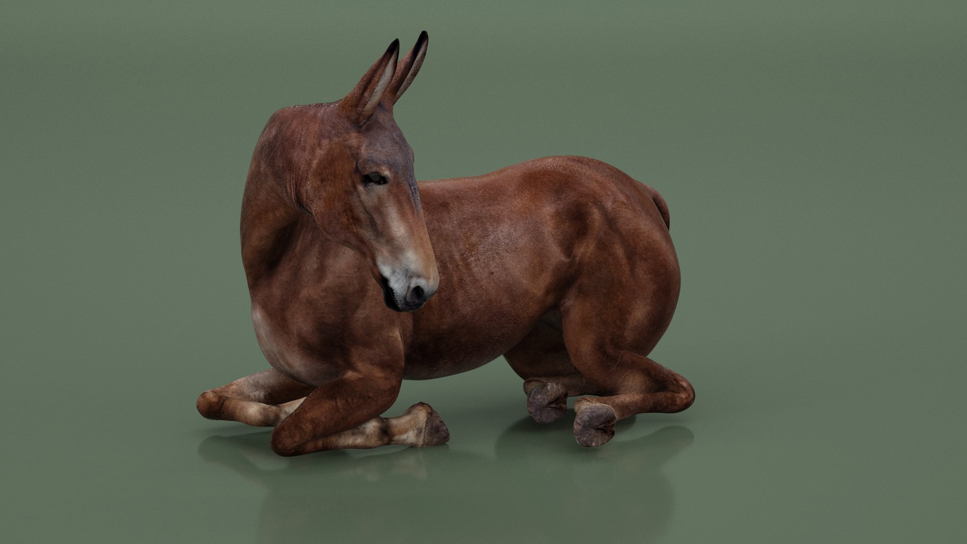 Lying Bay Mule 3D Model - TurboSquid 2279675