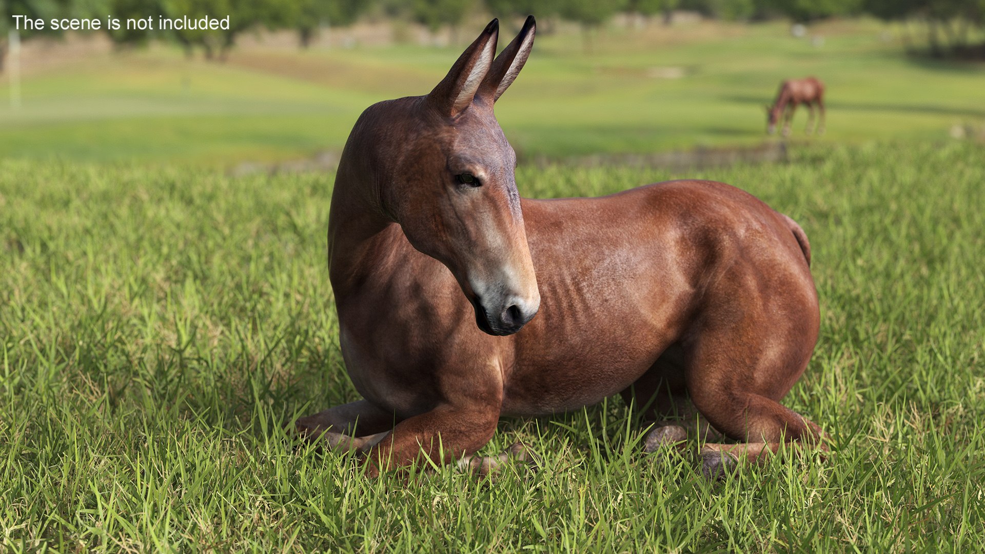 Lying Bay Mule 3D Model - TurboSquid 2279675