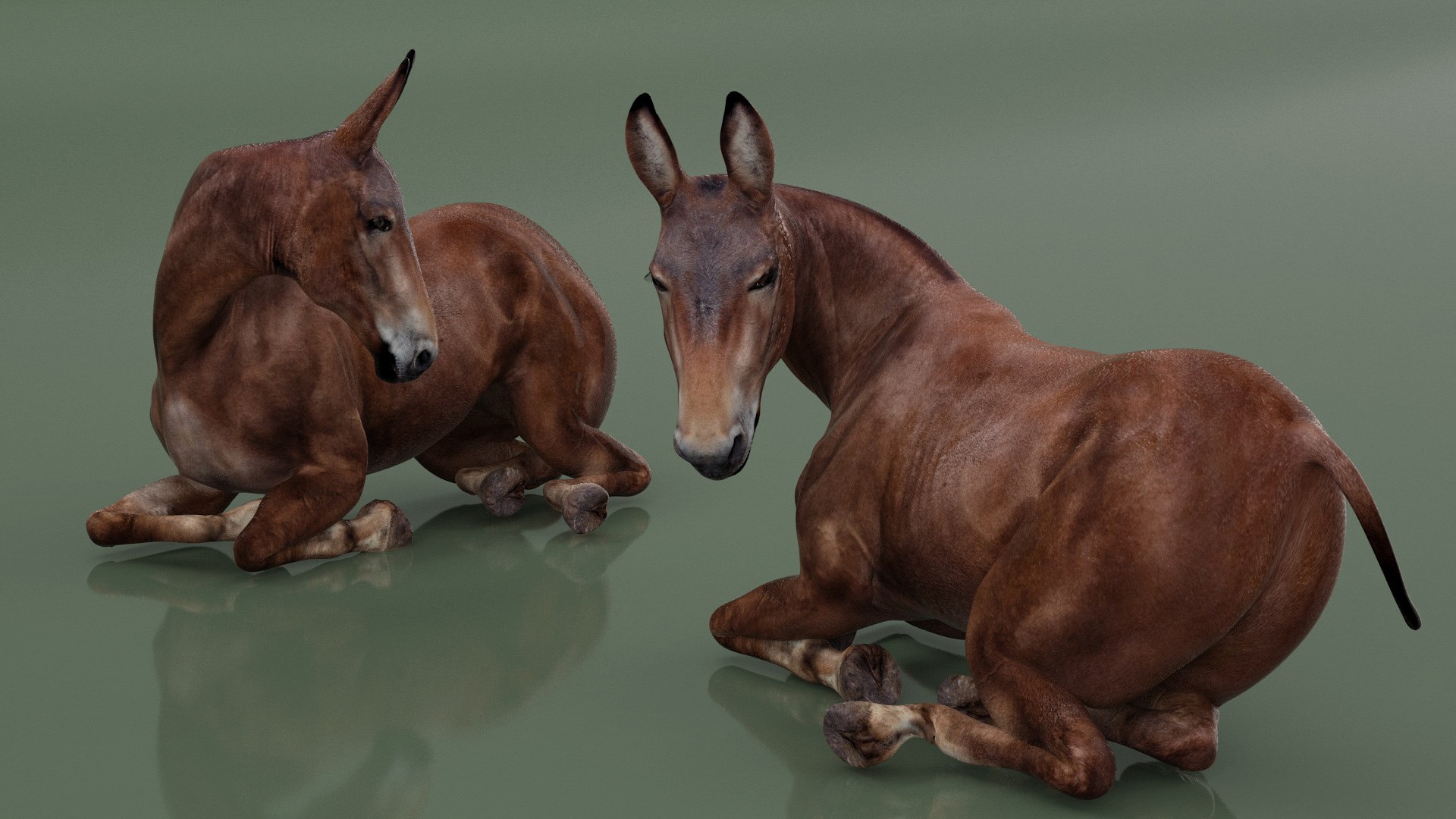 Lying Bay Mule 3D Model - TurboSquid 2279675