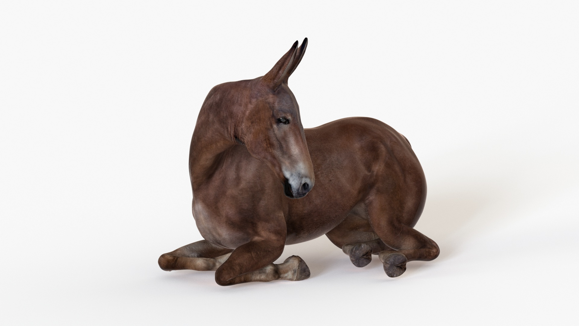 Lying Bay Mule 3D Model - TurboSquid 2279675