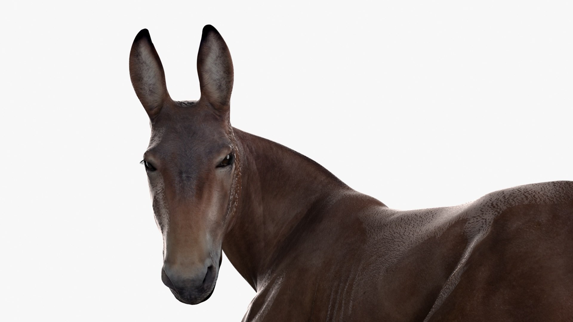 Lying Bay Mule 3D Model - TurboSquid 2279675