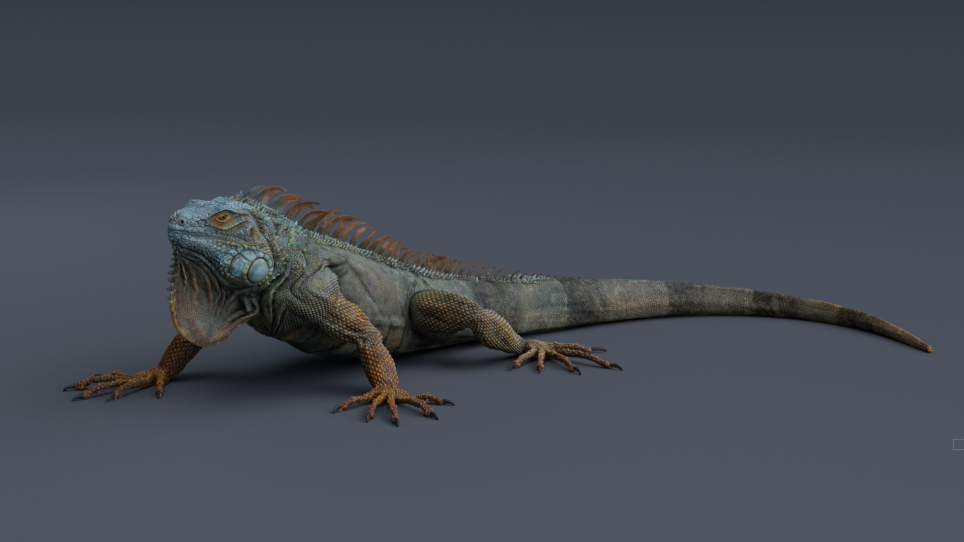 Iguana 3D - TurboSquid 2298549