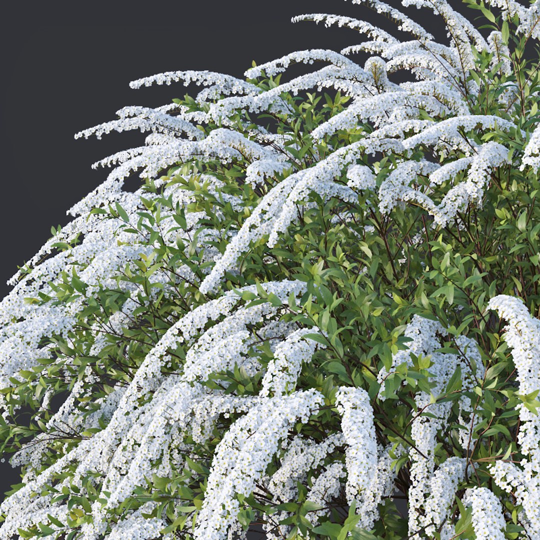 Grefsheim Spirea 3D Model - TurboSquid 1366288
