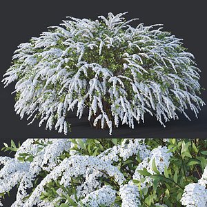 3D model spirea spiraea shrub - TurboSquid 1362392