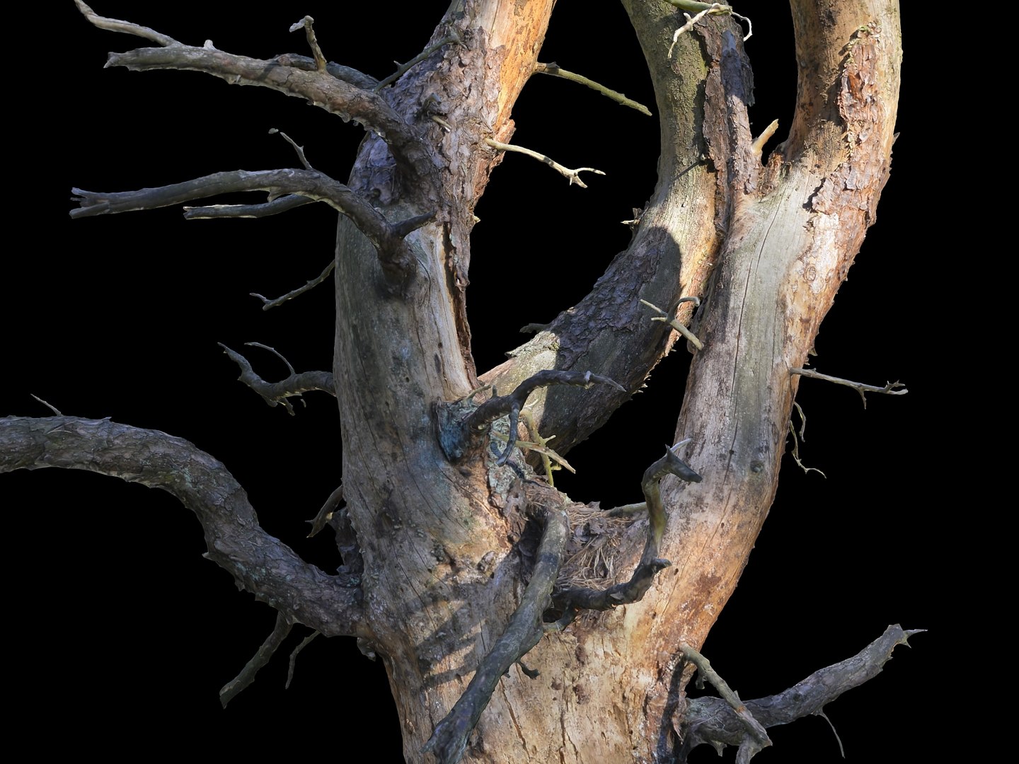 3D old forest pine tree - TurboSquid 1565499