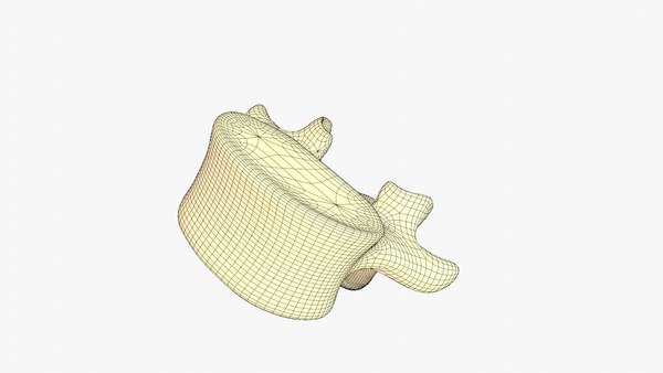 3D 5th Lumbar Vertebra - TurboSquid 2016628