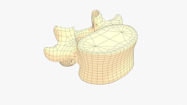 3D 5th Lumbar Vertebra - TurboSquid 2016628