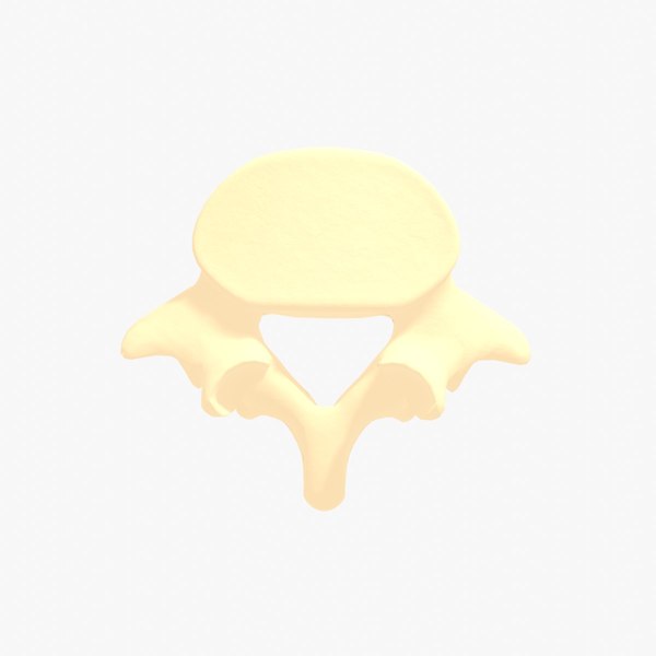 3D 5th Lumbar Vertebra - TurboSquid 2016628