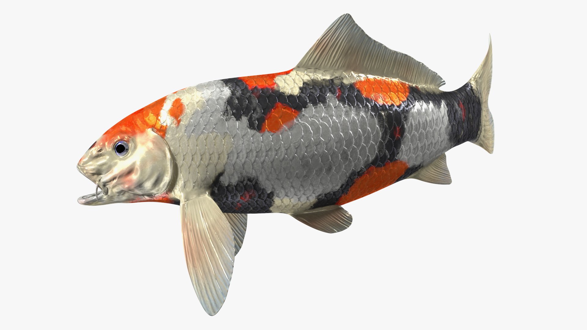 Harivake Koi Fish in Floating Pose 3D model - TurboSquid 2141469