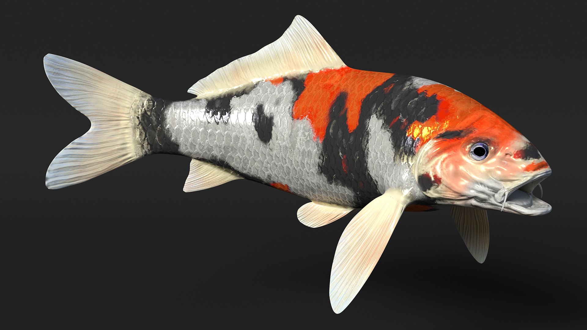Harivake Koi Fish in Floating Pose 3D model - TurboSquid 2141469