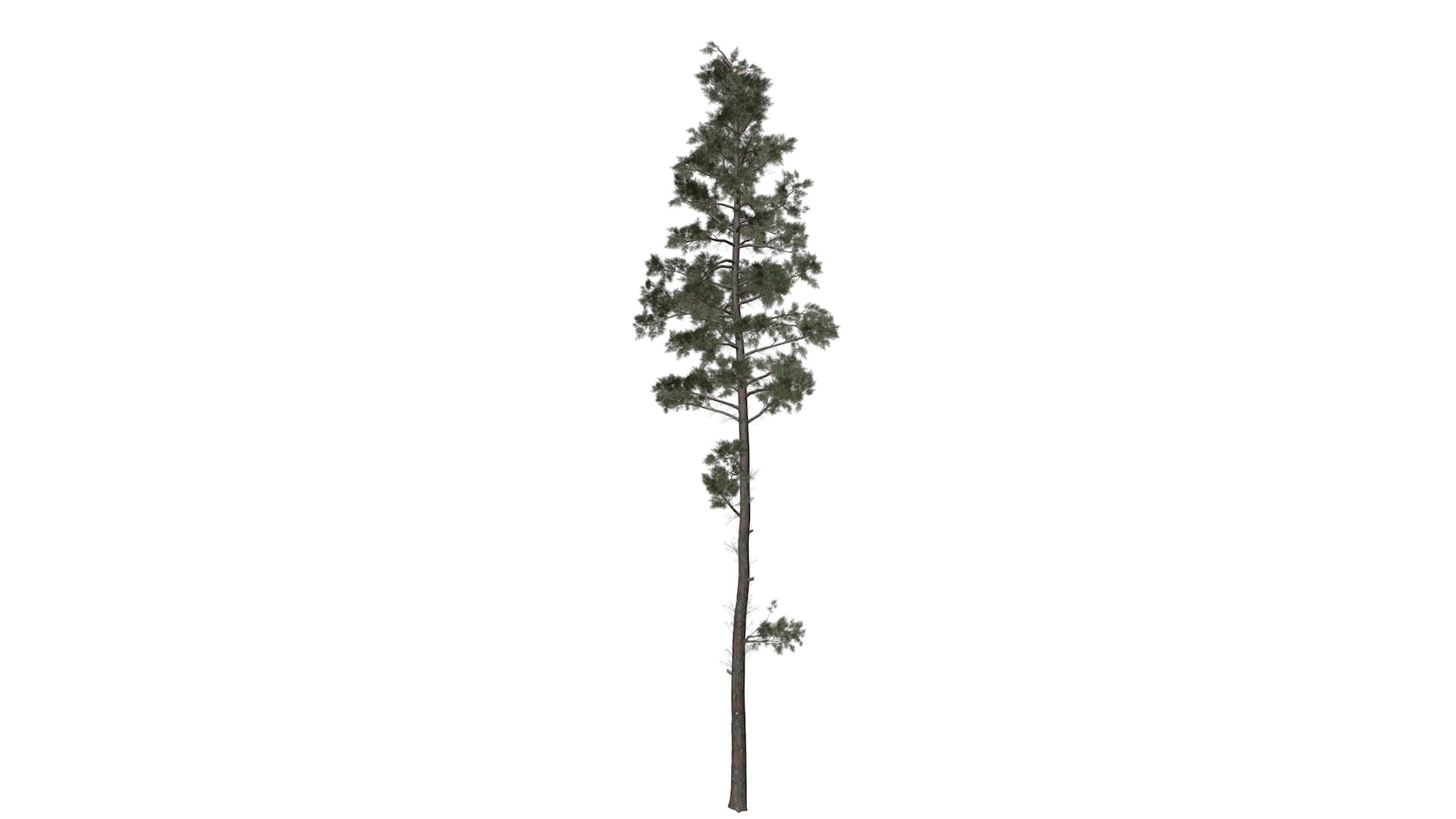Scots Pine Tree Collection Model - TurboSquid 2378892