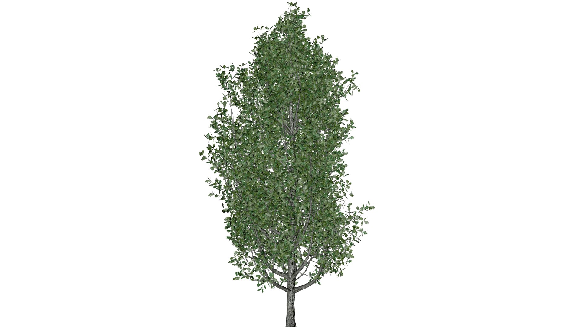 Cypress Oak Tree - 08 - 3D Model - TurboSquid 2375801