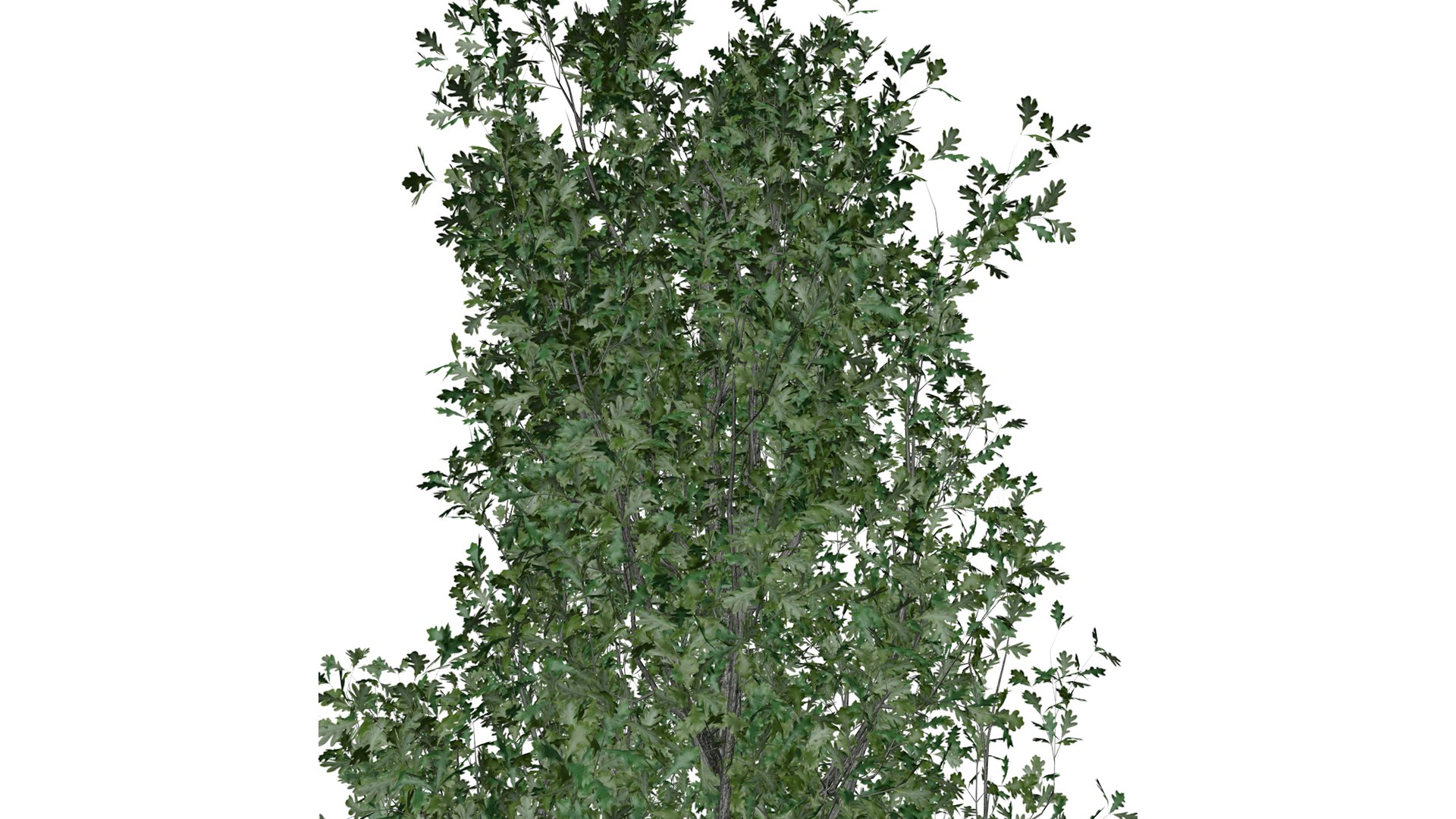 Cypress Oak Tree - 08 - 3D Model - TurboSquid 2375801