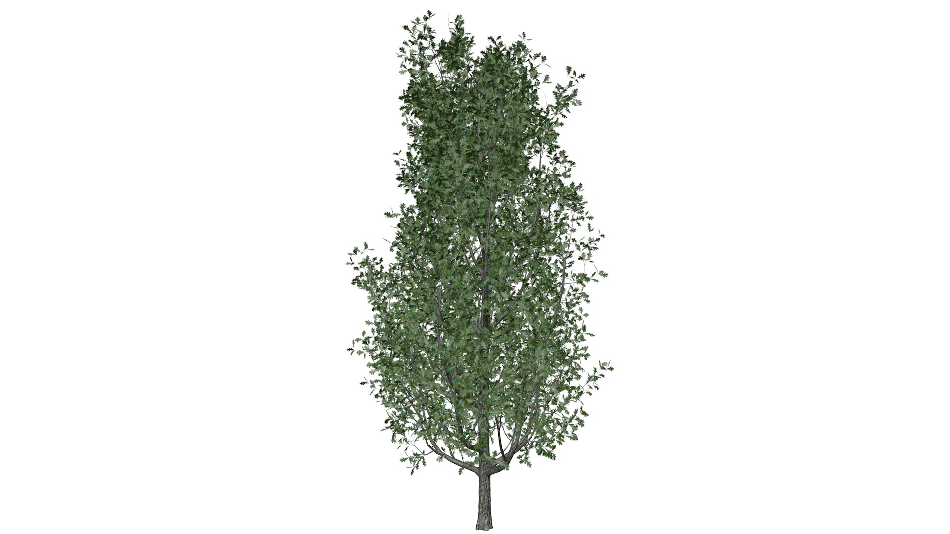 Cypress Oak Tree - 08 - 3D Model - TurboSquid 2375801