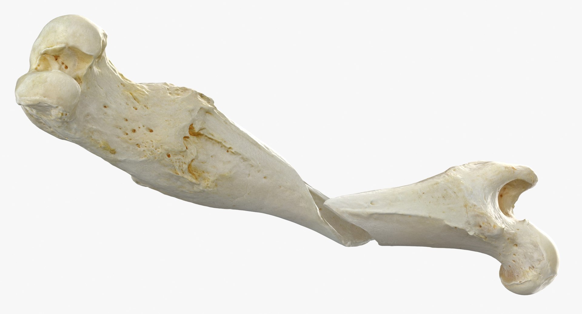 3D Dog Thigh Bone Femur - TurboSquid 1569680